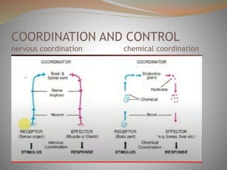 COORDINATION AND CONTROL 1.pptx
