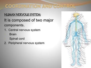 COORDINATION AND CONTROL 1.pptx