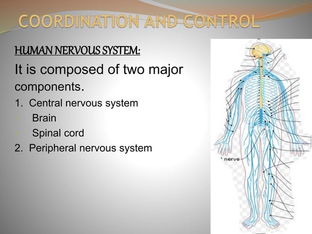 COORDINATION AND CONTROL 1.pptx