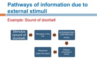 Coordination and response | PPTX