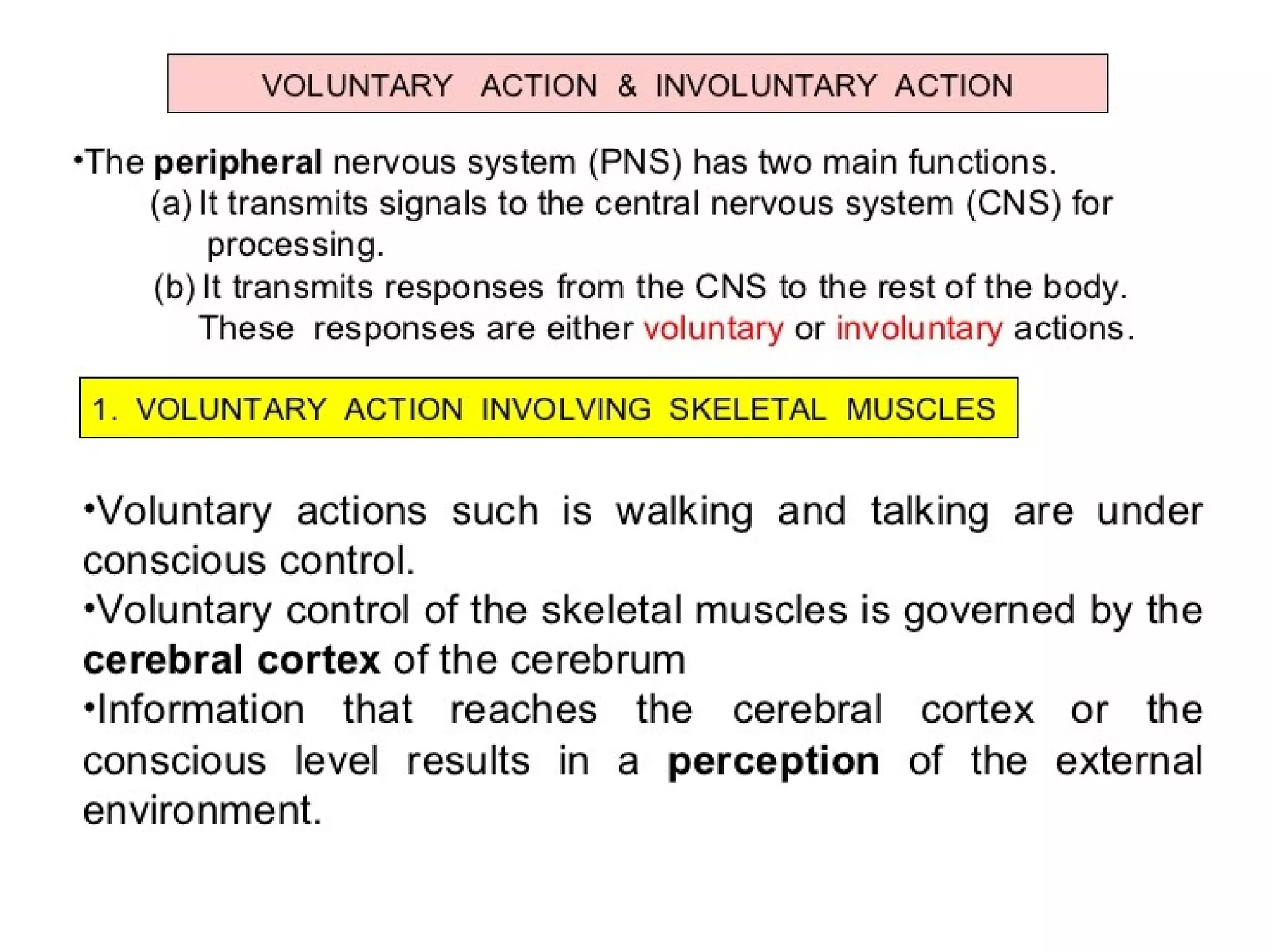 Coordination and response the nervous system | ODP