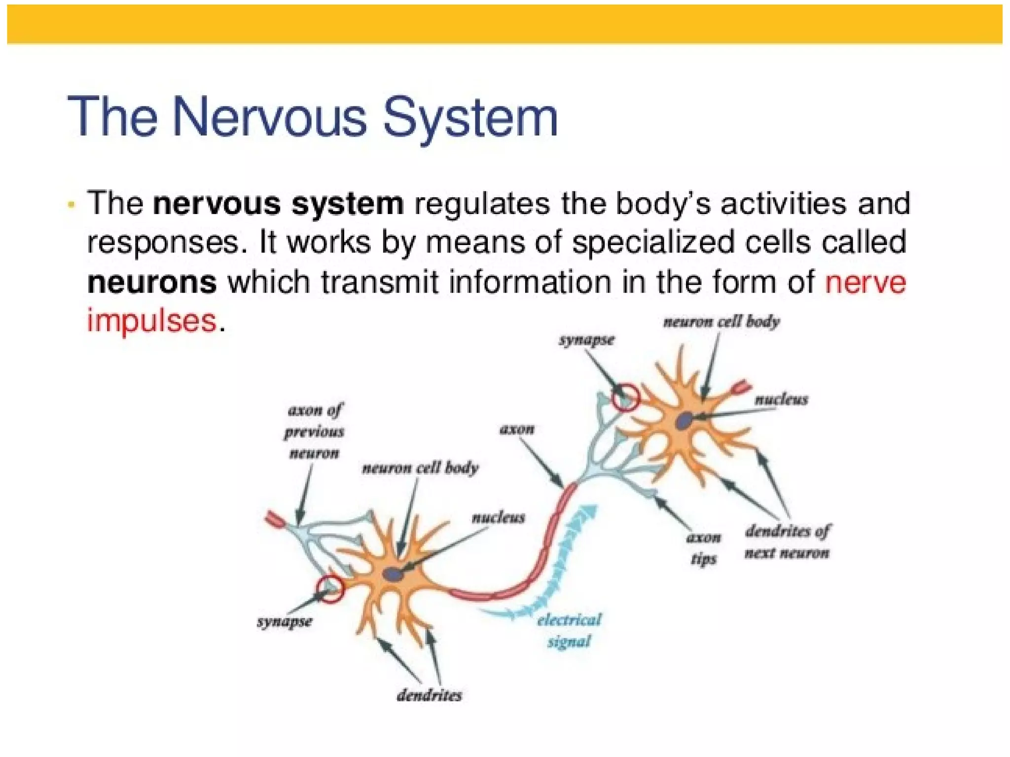 Coordination and response the nervous system | ODP