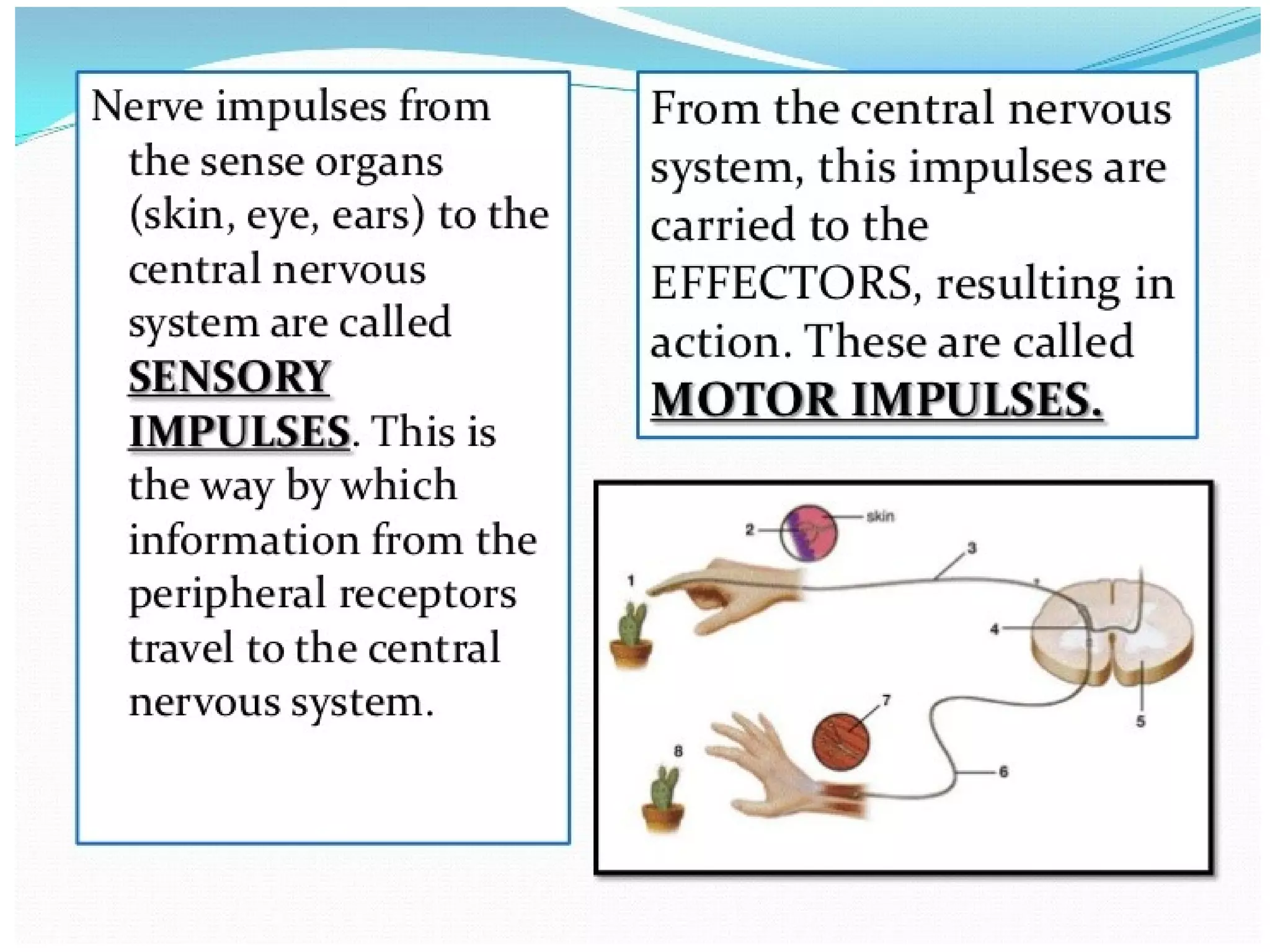 Coordination and response the nervous system | ODP