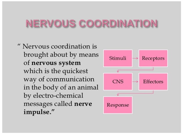 Coordination and response the nervous system | ODP | First Aid | Injuries