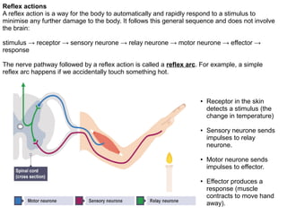 Coordination and response the nervous system | ODP