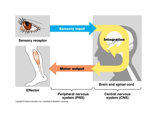 Coordination and response the nervous system | ODP | First Aid | Injuries