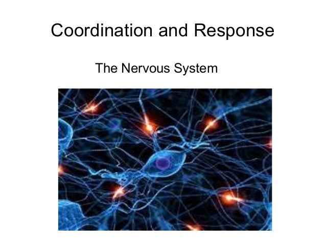Coordination and response the nervous system