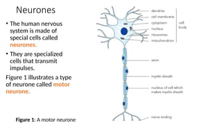 Coordination and response 1 fot biology.pptx