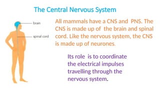 Coordination and response 1 fot biology.pptx
