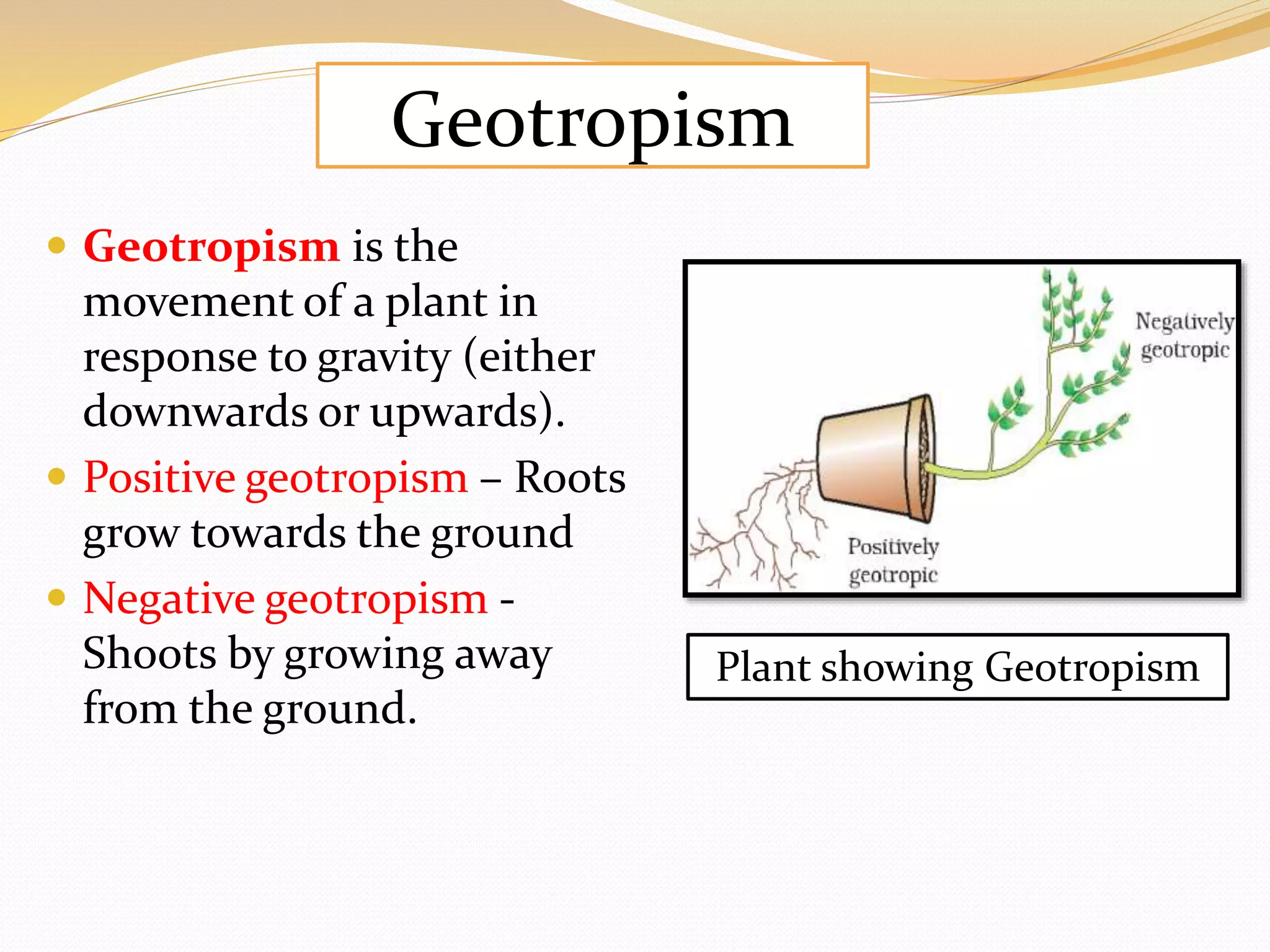 Coordination in plants | PPTX