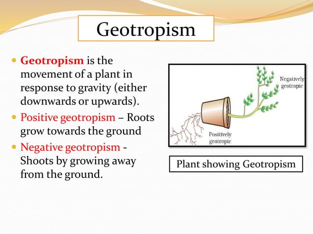 Coordination in plants | PPTX | Endocrine and Metabolic Diseases | Diseases and Conditions