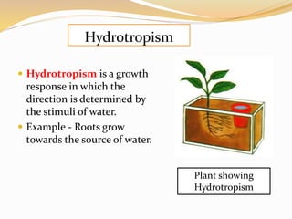Coordination in plants | PPTX