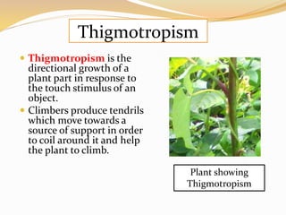 Coordination in plants | PPTX