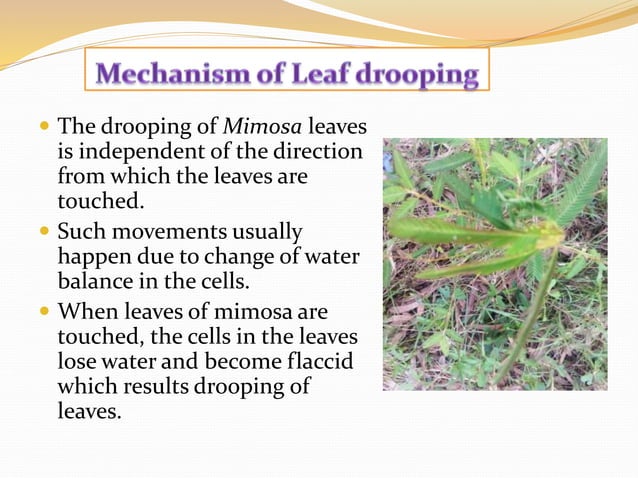 Coordination in plants | PPTX | Endocrine and Metabolic Diseases ...