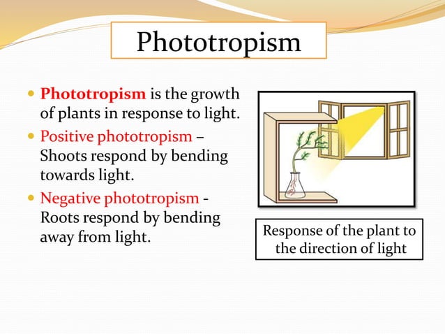 Coordination in plants | PPTX | Endocrine and Metabolic Diseases | Diseases and Conditions