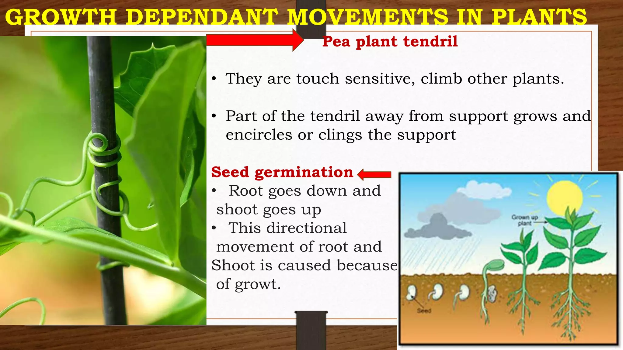 Coordination in plants | PPTX