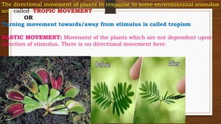Coordination in plants | PPTX