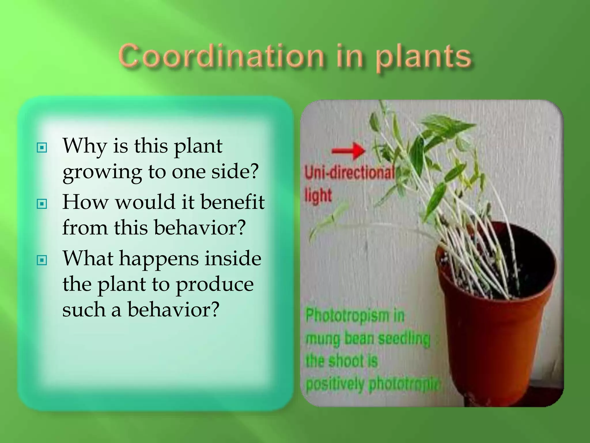 Coordination in plants and invertebrates | PPTX | Gardening | Home & Garden