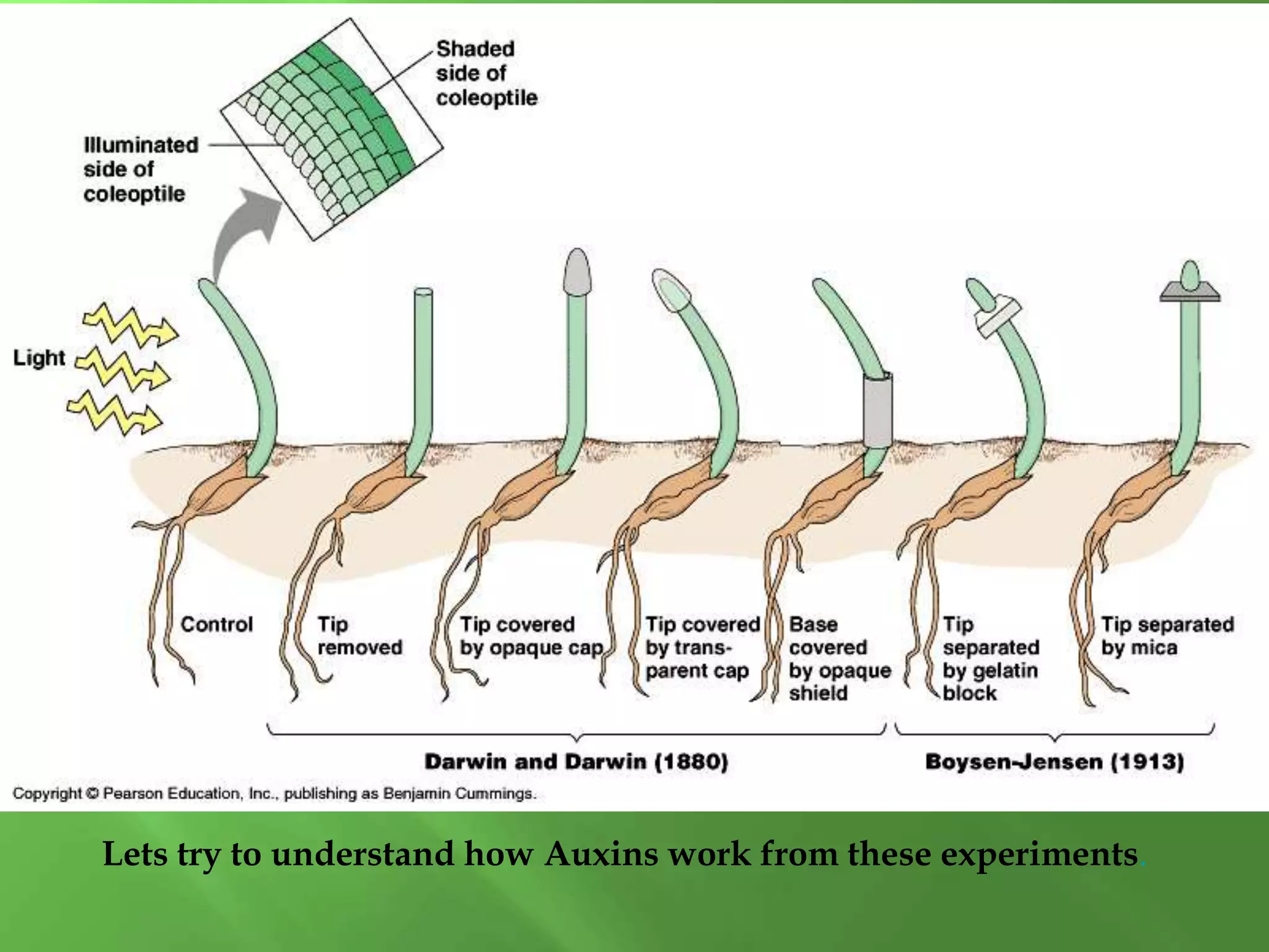 Coordination in plants and invertebrates | PPTX | Gardening | Home & Garden