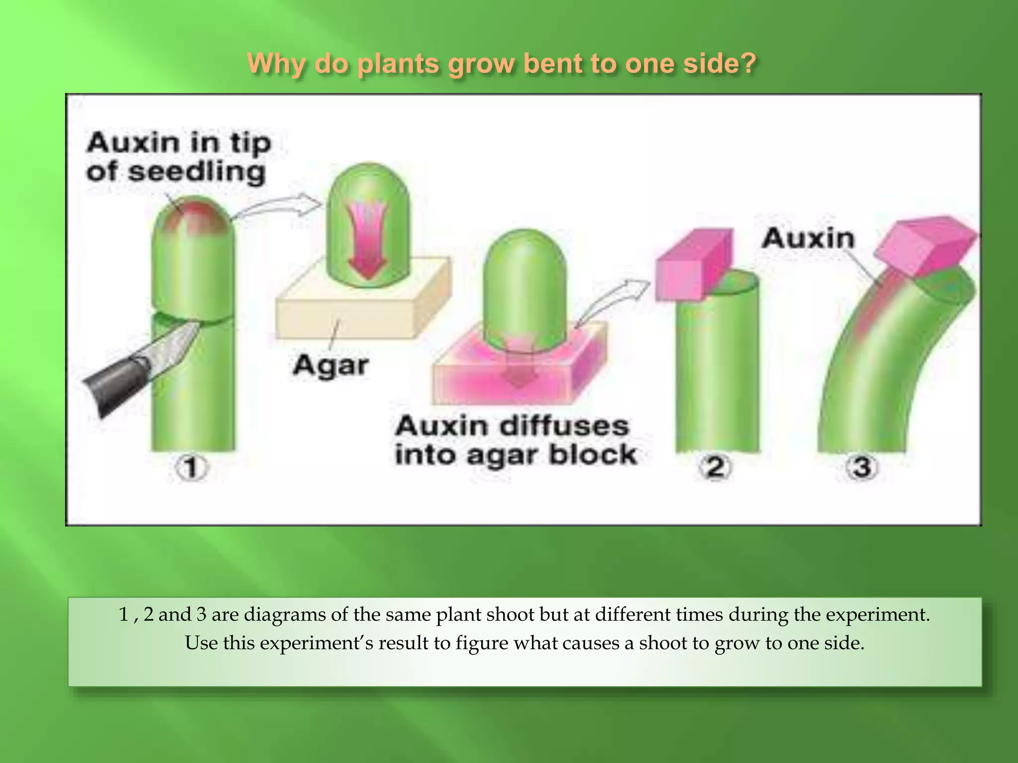 Coordination in plants and invertebrates | PPTX | Gardening | Home & Garden