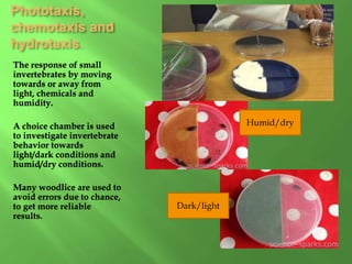 Coordination in plants and invertebrates | PPTX | Gardening | Home & Garden