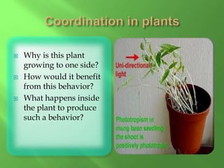 Coordination in plants and invertebrates | PPTX | Gardening | Home & Garden