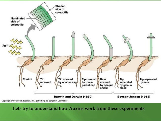 Coordination in plants and invertebrates