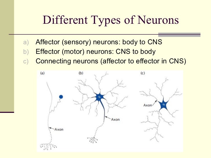 6 - Coordination & regulation