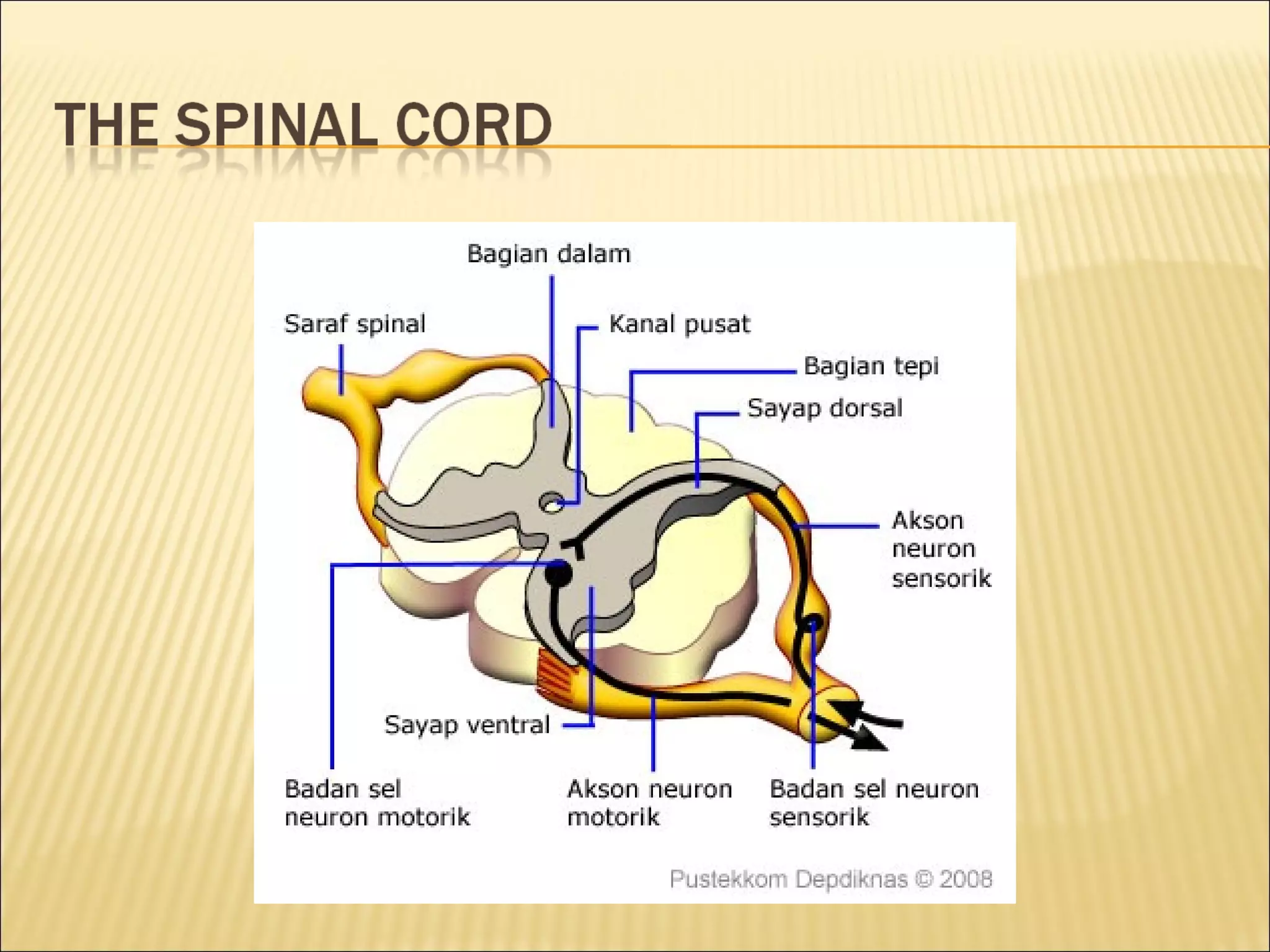 Grade 9 Intra Coordinative System Ppt