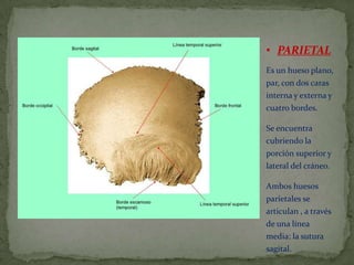 Copacabana gina berazain - osteologia huesos del craneo | PPTX