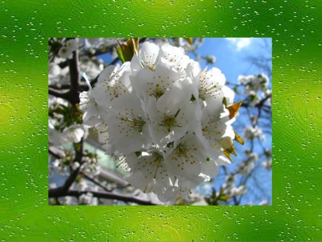 Copaci cu flori - VIRAGZO FAK