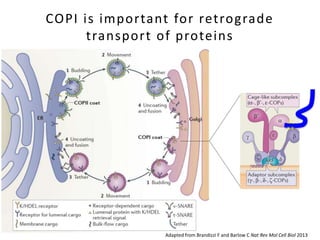 COPA mutations impair Golgi-ER transport causing hereditary autoimmune ...