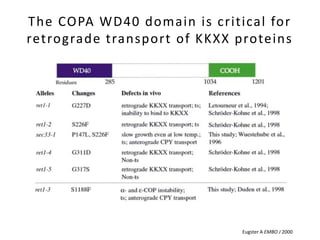 COPA mutations impair Golgi-ER transport causing hereditary autoimmune ...