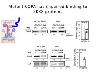 COPA mutations impair Golgi-ER transport causing hereditary autoimmune ...