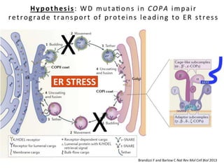 COPA mutations impair Golgi-ER transport causing hereditary autoimmune ...