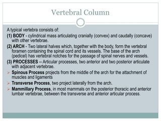 Vertebral Column Formula Of Cattle
