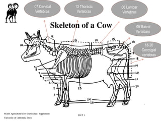 Cow Cervical Vertebrae