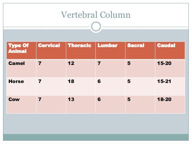 Comparative study of vertebral column of camel, ox and horse