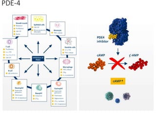 Pharmacotherapy of Chronic Obstructive Pulmonary Disease (COPD) | PPTX