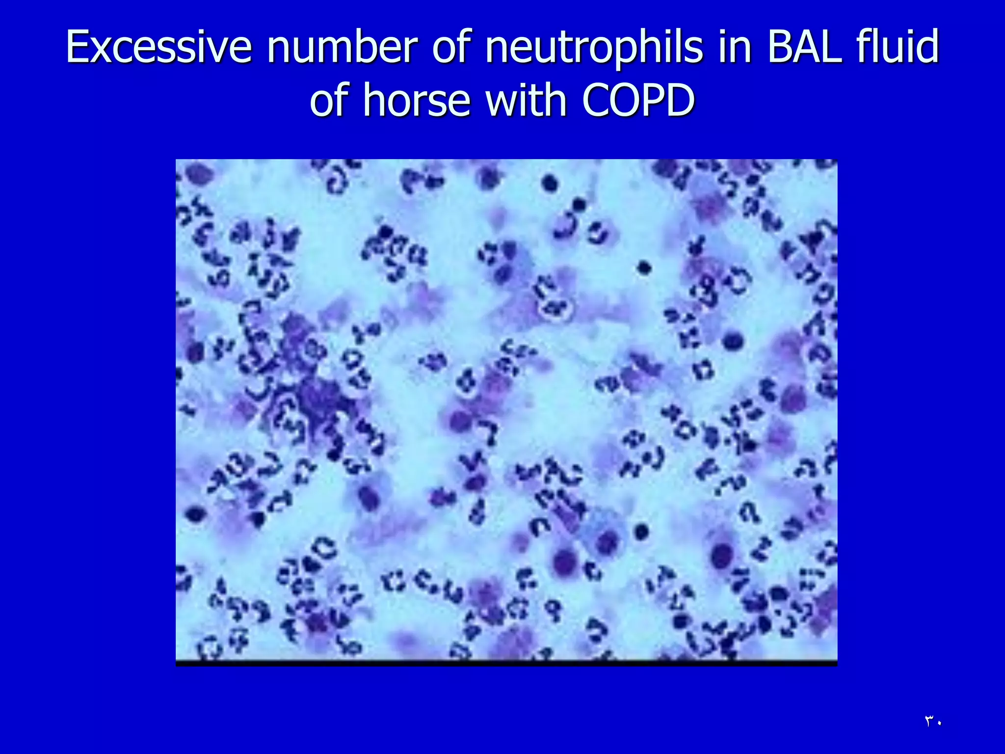 chronic obstructive pulmonary disease in equine | PPT