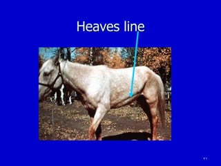 chronic obstructive pulmonary disease in equine | PPT