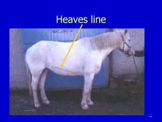 Chronic Obstructive Pulmonary Disease In Horses