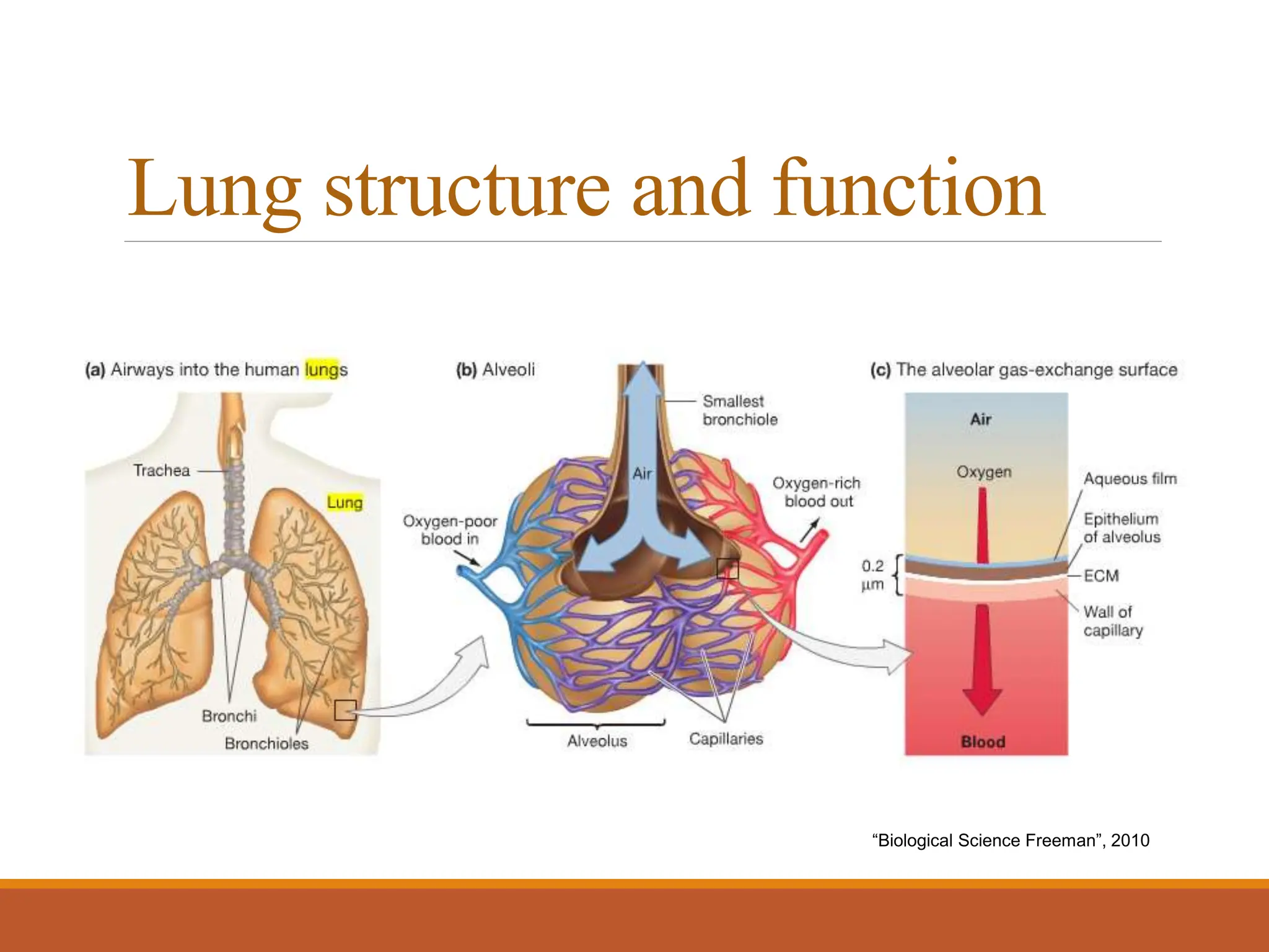 Presentation on COPD (Chronic Obstructive Pulmonary Disease) | Jindal ...