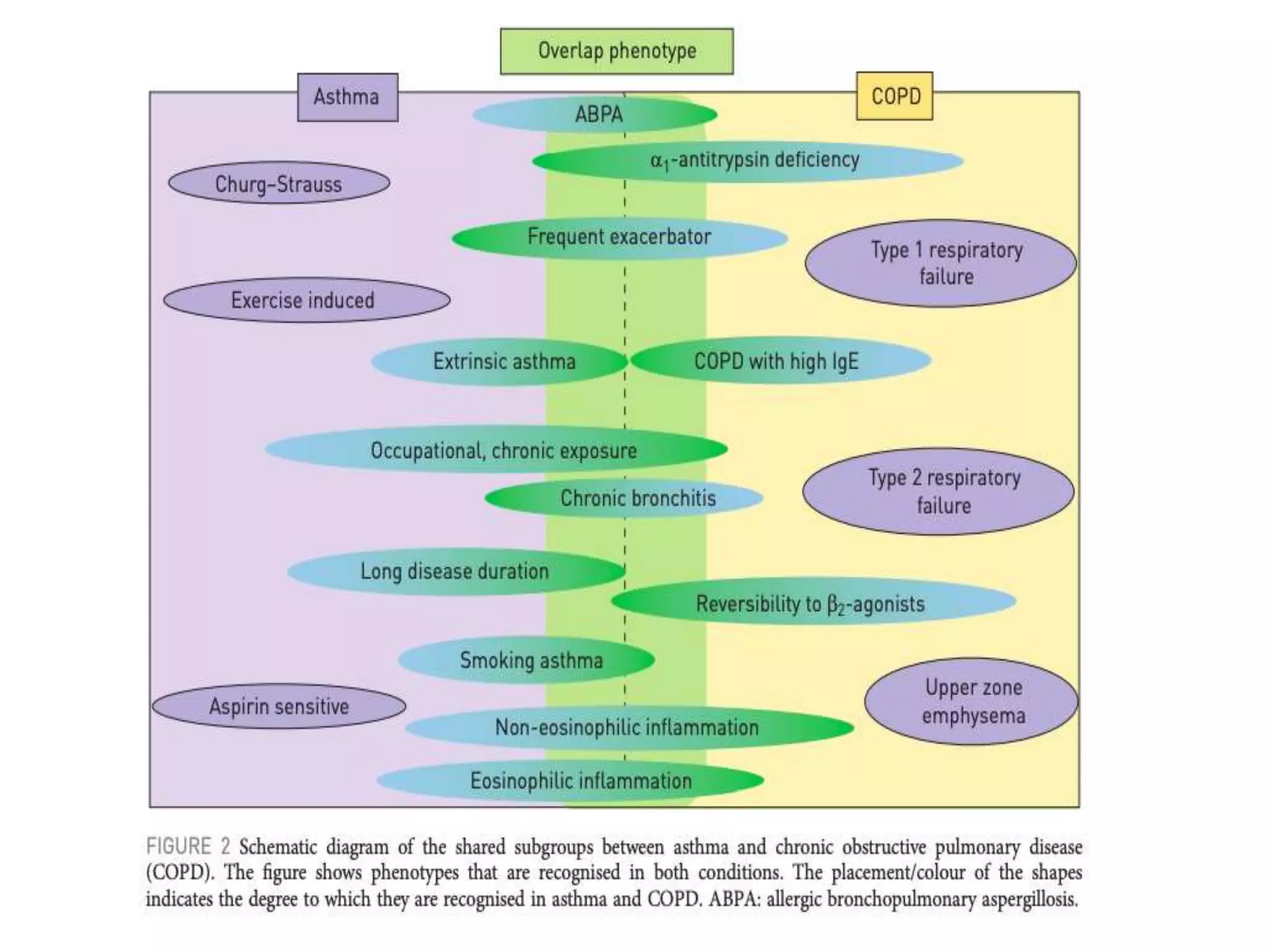 Copd phenotypes | PPTX