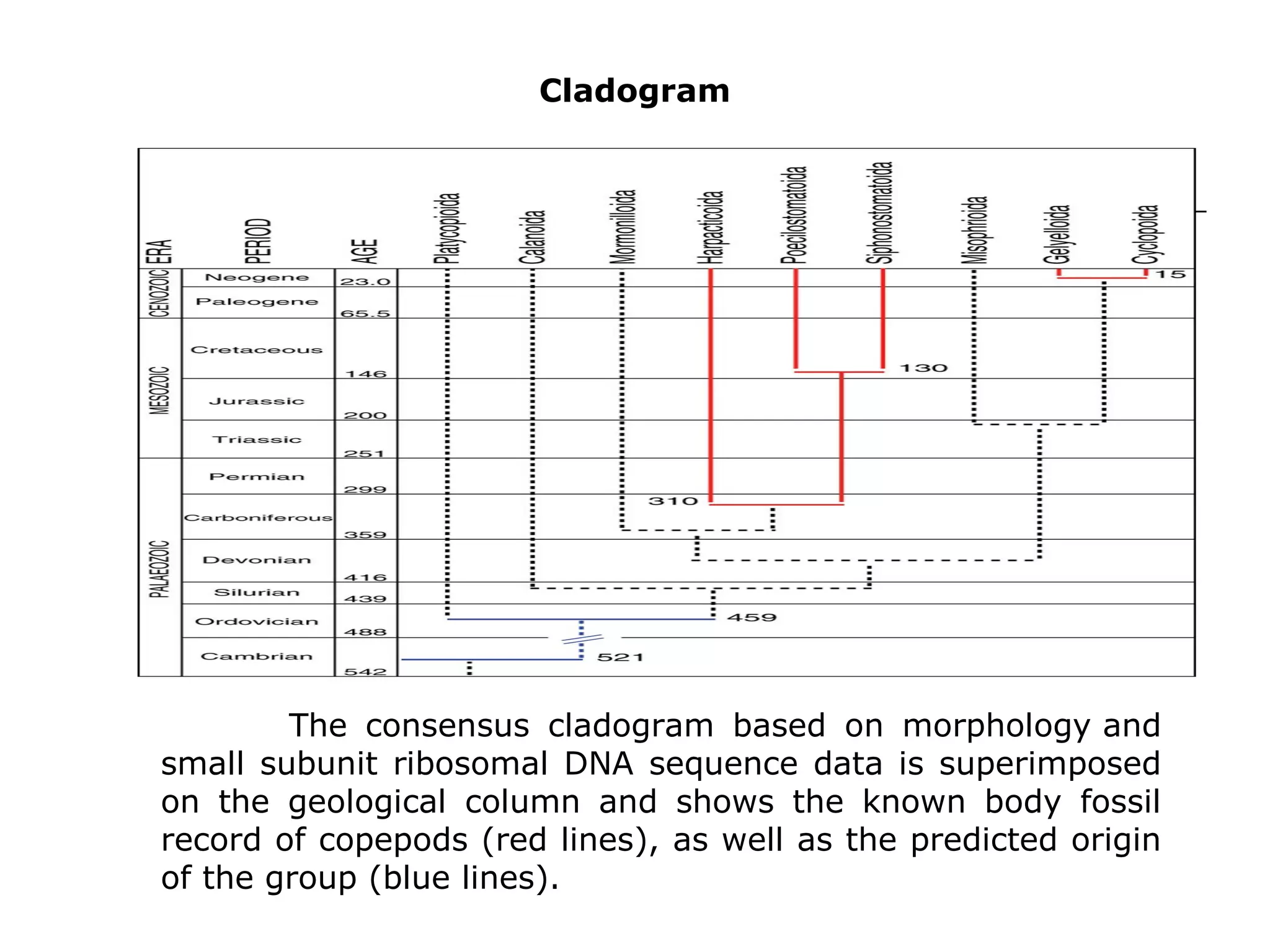 Copepod | PPT