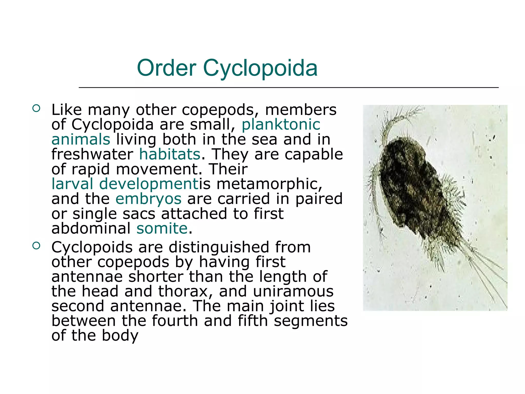 Copepod | PPT