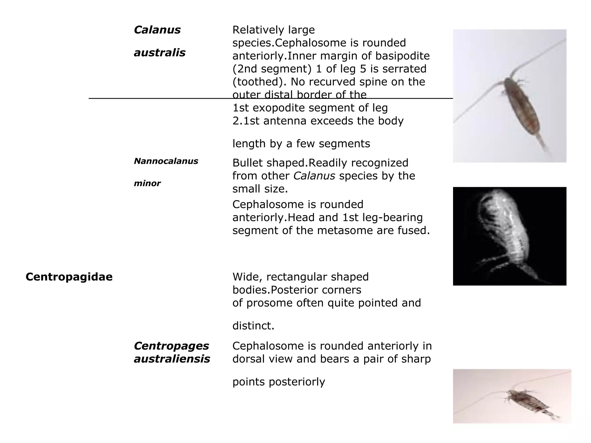 Copepod | PPT