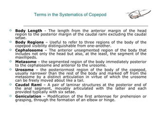 Copepod | PPT