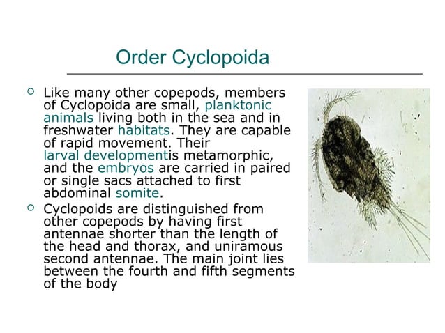 Copepod | PPT | Geography | Science