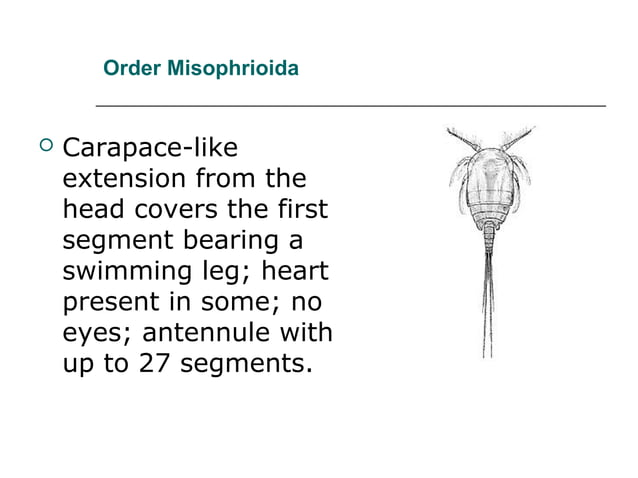 Copepod | PPT | Geography | Science